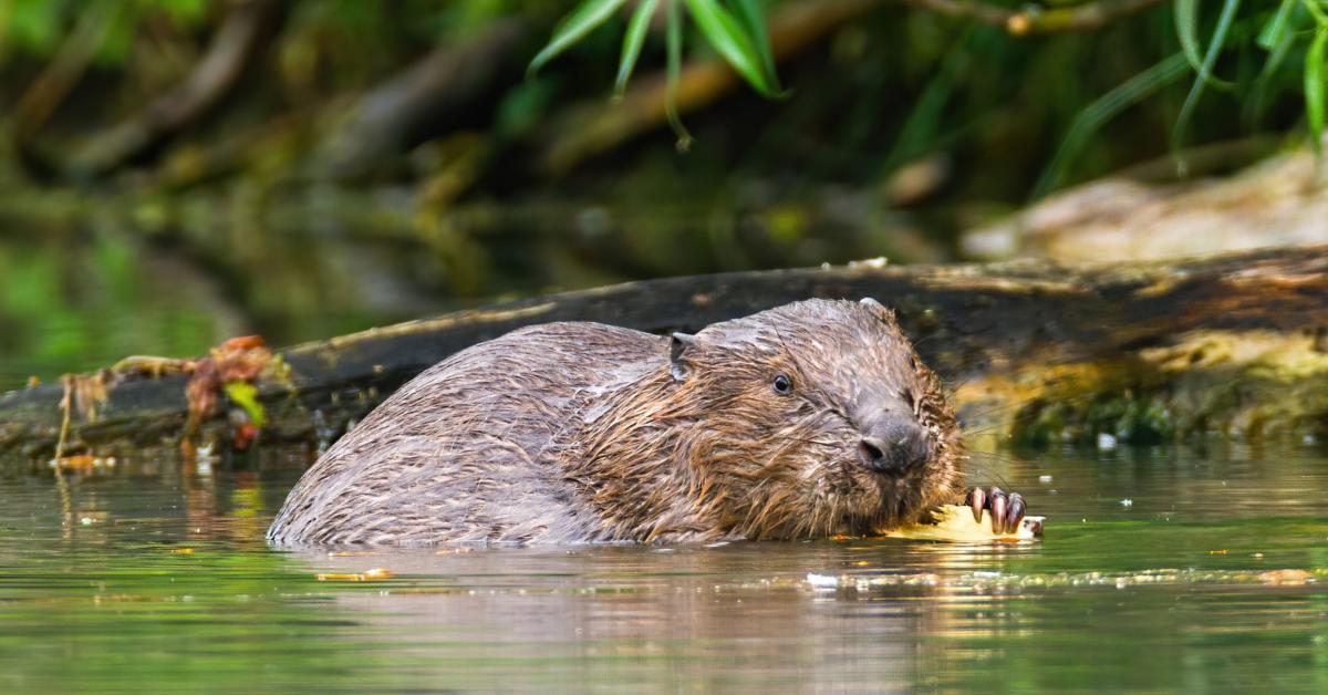 Le Castor d’Europe : ingénieur de l’environnement ! | VINCI Autoroutes