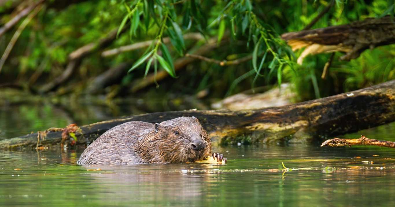 Le Castor d’Europe : ingénieur de l’environnement ! | VINCI Autoroutes